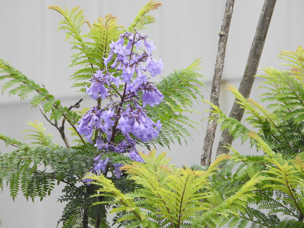 blue jacaranda from La Coruña, España on June 29, 2023 at 10:02 AM by ...
