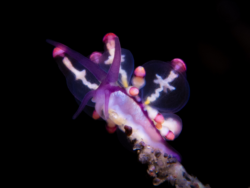 Eubranchus from Melasti Dive Site, Tulamben, Bali, Indonesia on ...