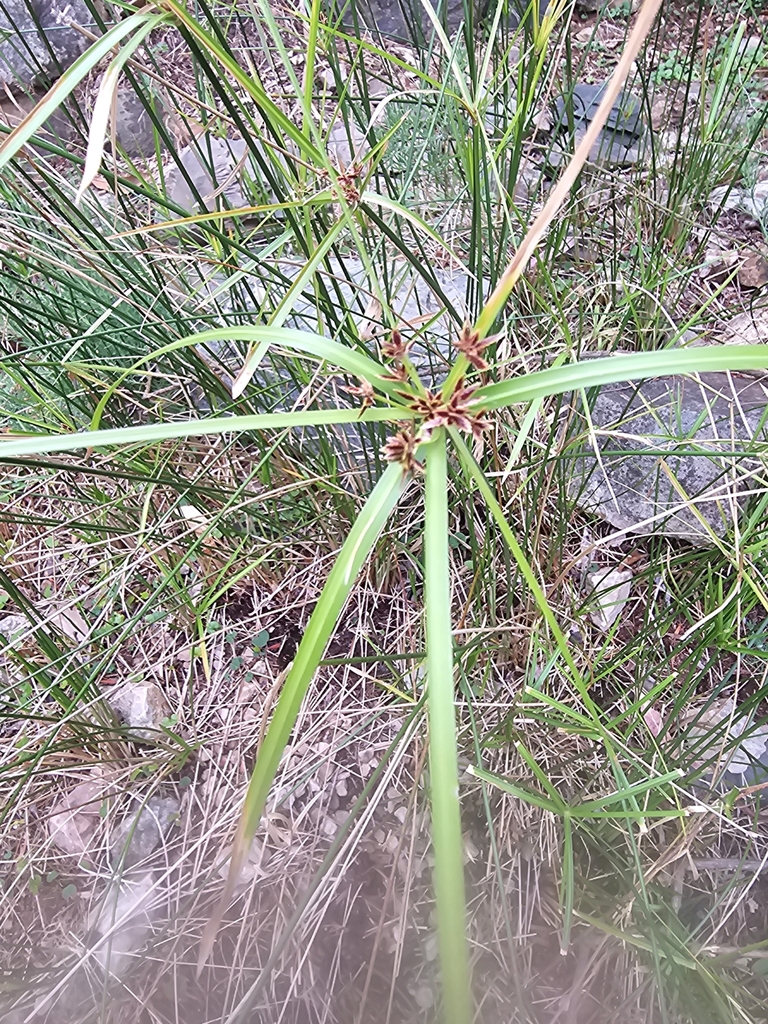 Stiff-leaved Flat-sedge from Myrtle Bank SA 5064, Australia on December ...