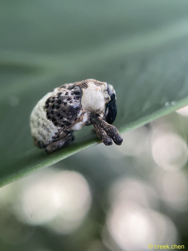 Sternuchopsis trifida from 臺灣島, 礁溪鄉, ILA, TW on December 8, 2023 at 08: ...