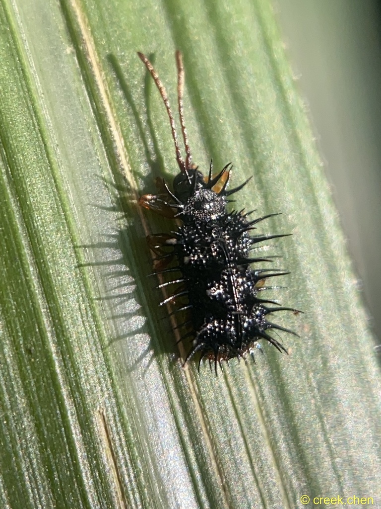 Dactylispa sauteri from 臺灣島, 礁溪鄉, ILA, TW on December 8, 2023 at 08:11 ...