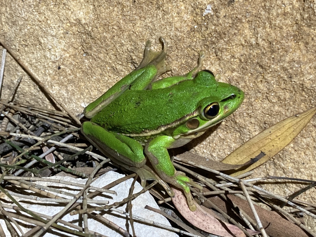 Green and Golden Bell Frog in December 2023 by Nikola S. Markovina ...