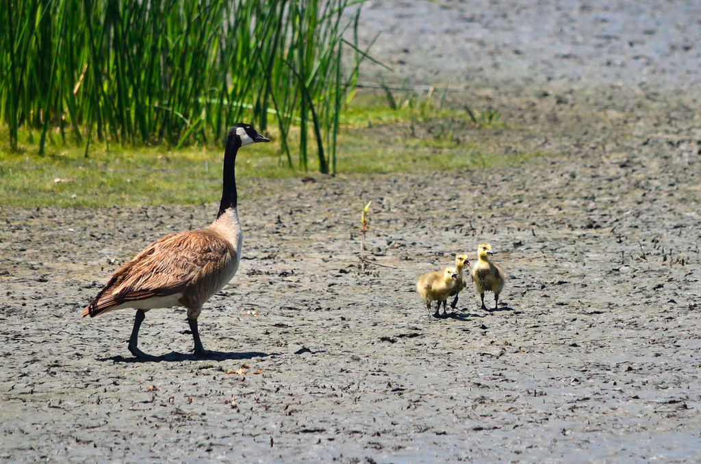 Canada Goose in October 2023 by pooyoon · iNaturalist