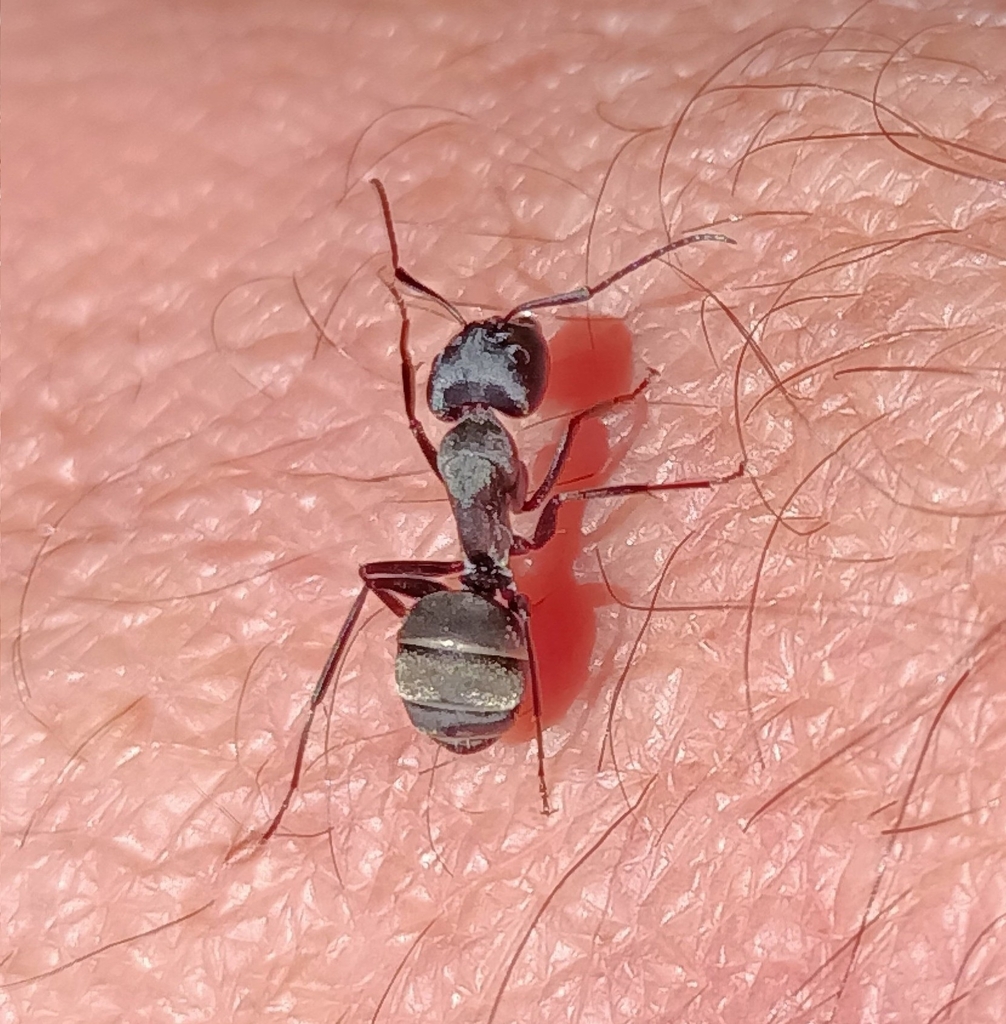 Camponotus micans from 8P7M+JRV, Djemila, Algérie on December 7, 2023 ...