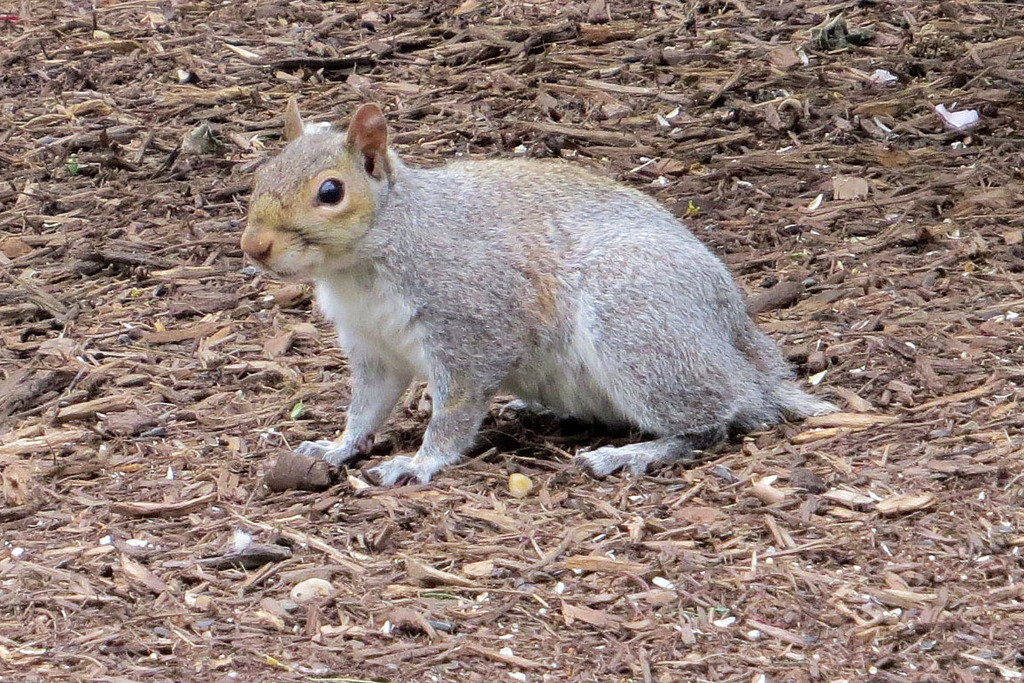 Eastern Gray Squirrel from Ellicott City, Maryland, United States on ...