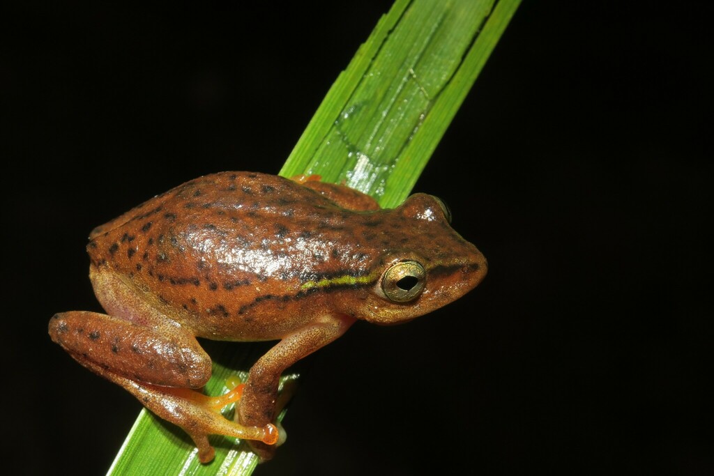 Mainland Reed Frog from Njombe, Tanzania on November 19, 2023 at 09:43 ...