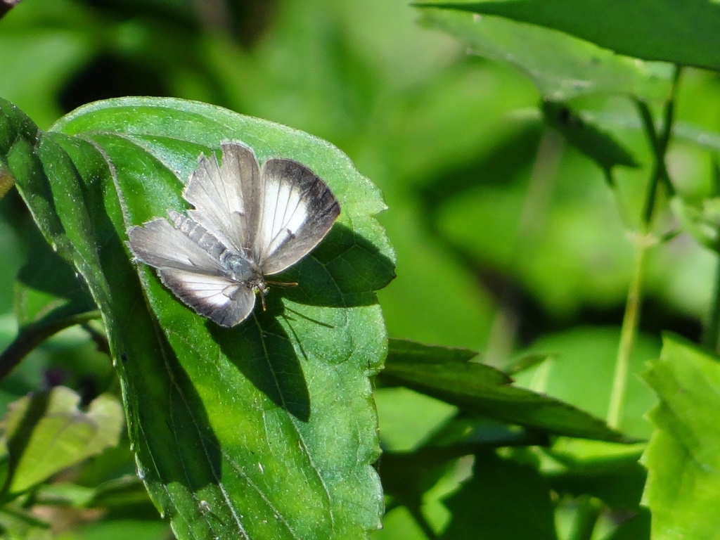 Apefly from Pangti on December 8, 2014 by Geetanjali Dhar · iNaturalist