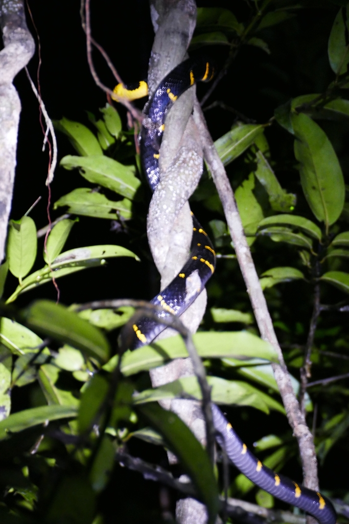 Western Mangrove Cat Snake in December 2023 by Emily Gilham. Seen 4 in ...