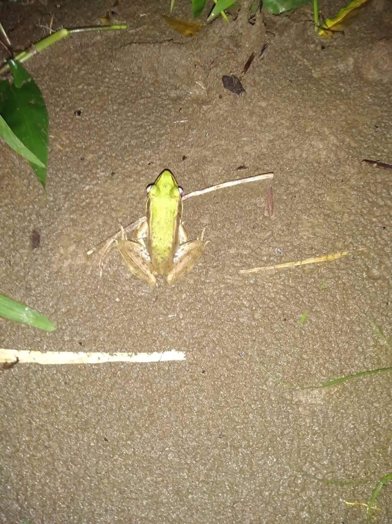 American Water Frogs from Chepigana, Provincia de Darién, Panamá on ...
