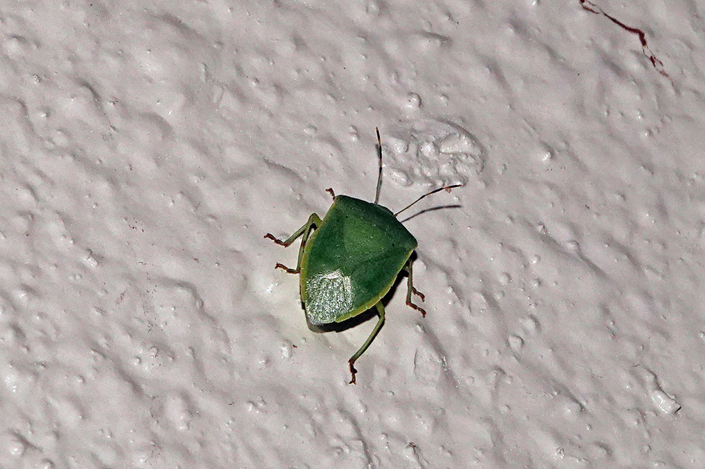 Southern Green Stink Bug in October 2023 by Carol Kwok · iNaturalist