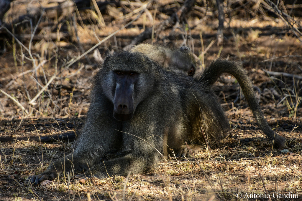 Chacma Baboon in August 2018 by Antonio Gandini · iNaturalist
