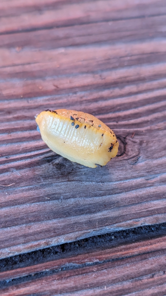 Earshell Slug from Victoria, BC V8X 2B1, Canada on December 8, 2023 at ...