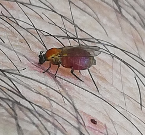 Mosca negra (Simulium ochraceum)