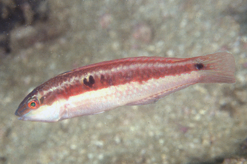 U-spot Wrasse from Muscat, Oman on August 30, 1989 by John Hoover ...