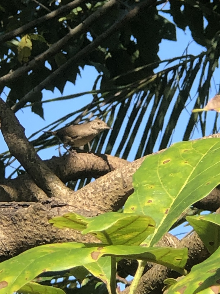 House Wren from Veraguas, PA on December 8, 2023 at 02:25 PM by Juan ...