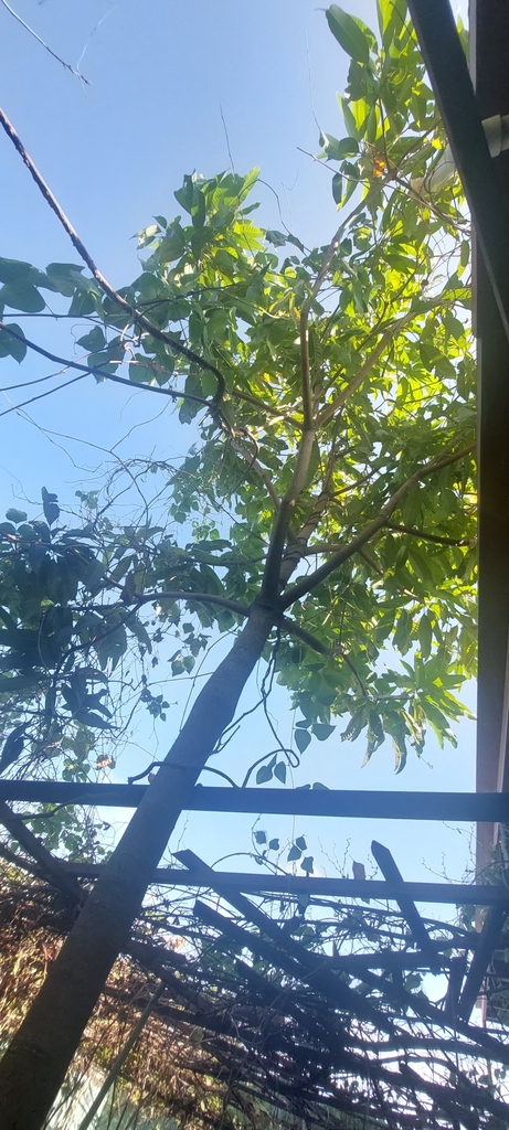 forest fever tree from 84M9+8V, Colón, Provincia de Colón, Panamá on ...