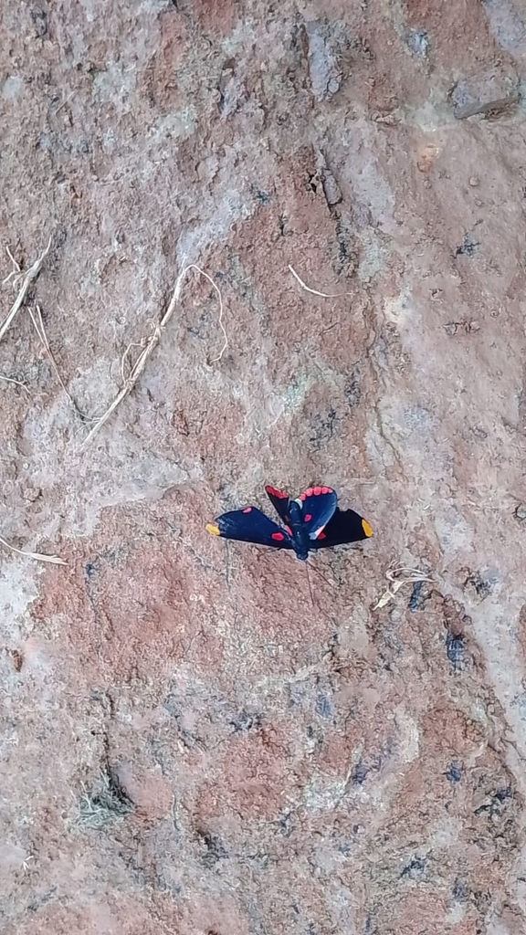 Red-bordered Pixie from Soná, Provincia de Veraguas, Panamá on December ...