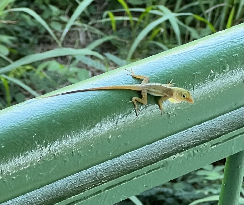 Saint Croix Anole from Saint Croix, Christiansted, United States Virgin ...