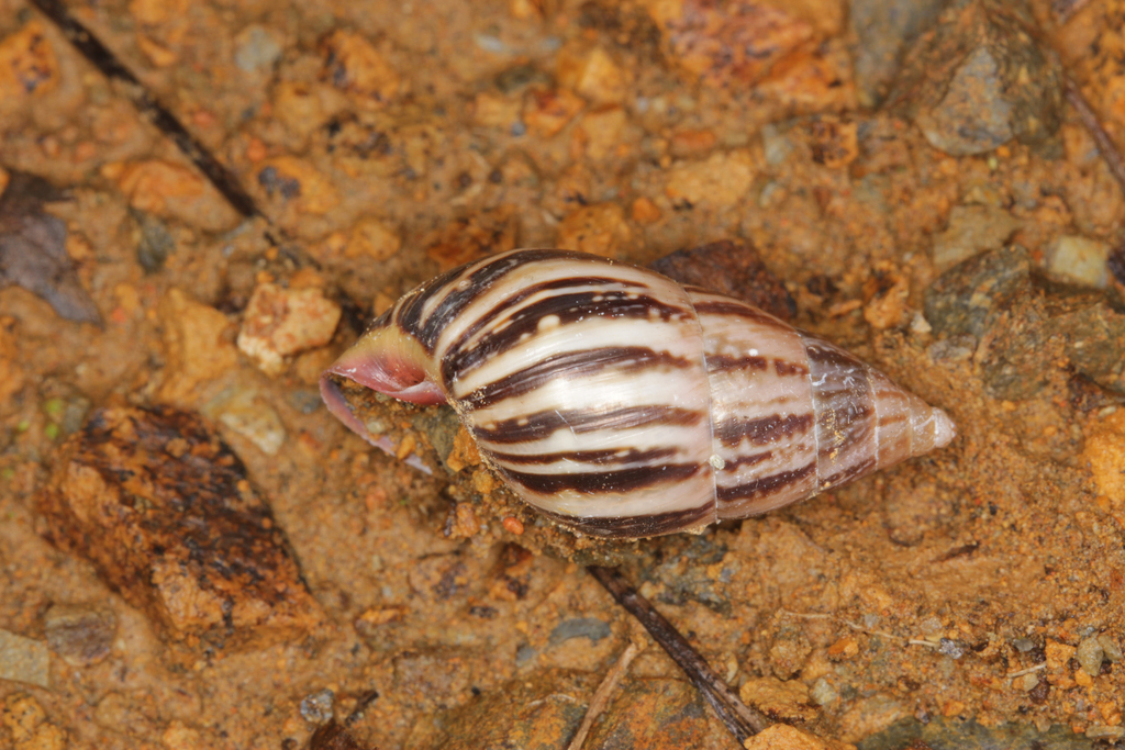 Drymaeus scitulus from Loja, Loja, Ecuador on April 17, 2023 at 11:37 AM by bettyglatzhofer ...