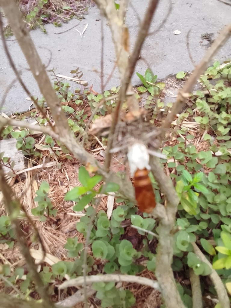Winged and Once-winged Insects from Torquay QLD 4655, Australia on ...