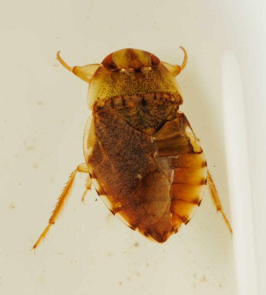 Alligator Fleas from Seminole County, US-FL, US on December 8, 2023 at ...