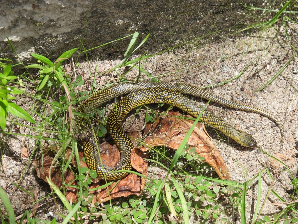 Military Ground Snake from Praia de Maresias, São Sebastião - SP, 11600 ...