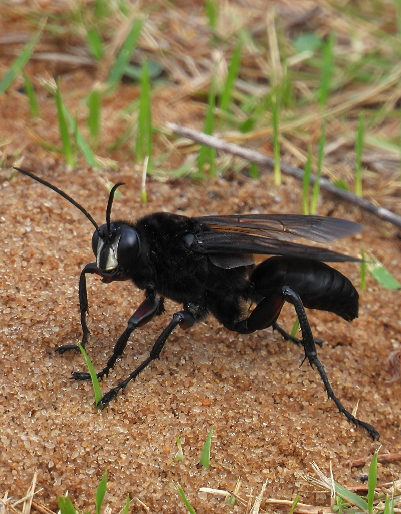 Sphex ingens from Praia de Maresias, São Sebastião - SP, 11600-000 ...