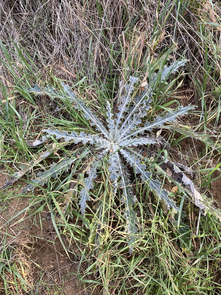 Cobwebby Thistle from Kinneloa Mesa, Pasadena, CA, US on December 8 ...
