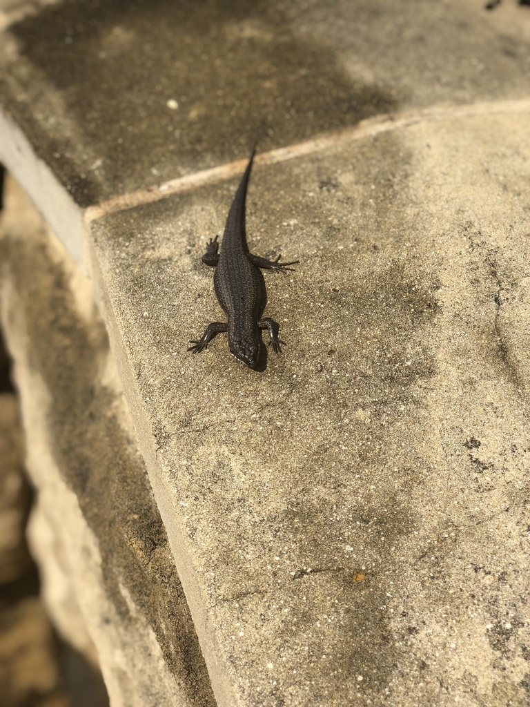 Tree Skink from De Beyers Rd, Pokolbin, NSW, AU on October 6, 2023 at ...