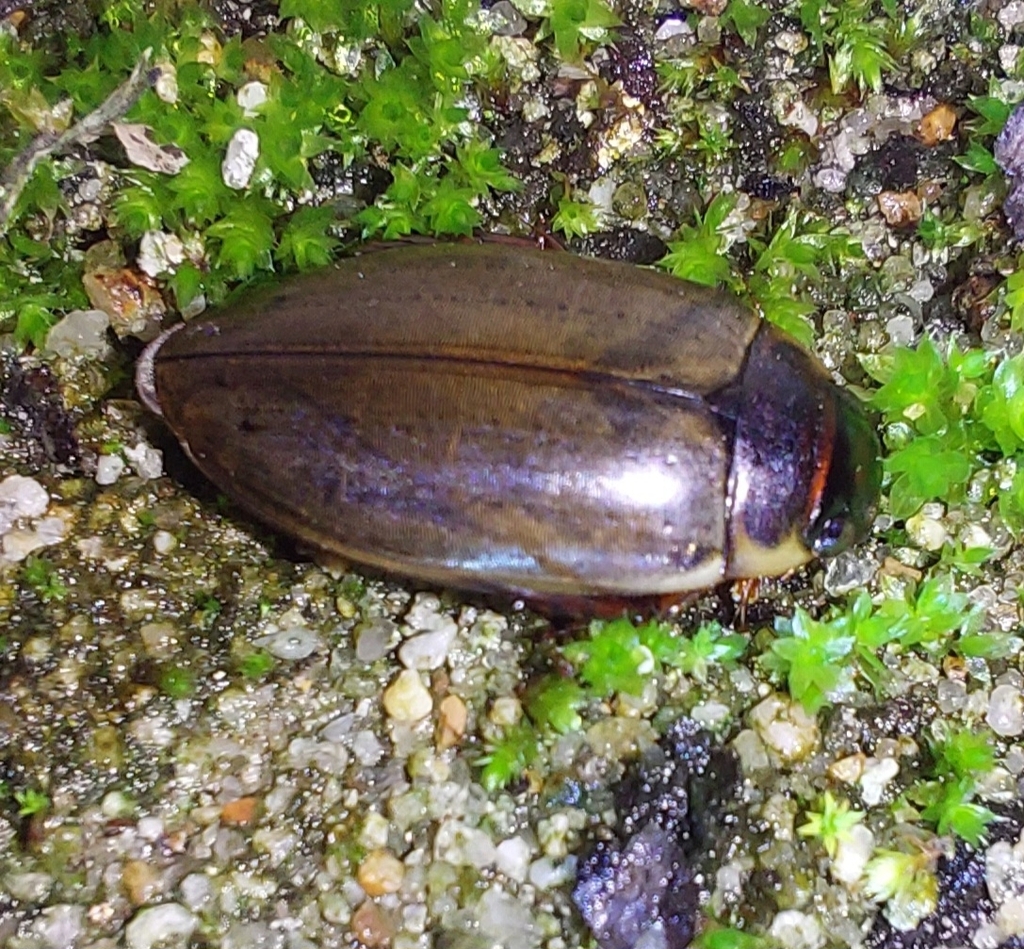 large-grooved diving beetle from Oledo, 6060, Portugal on December 8 ...