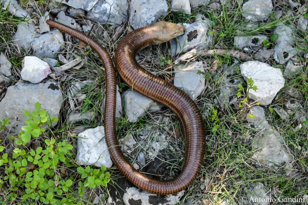European Glass Lizard in April 2019 by Antonio Gandini. DOR. · iNaturalist