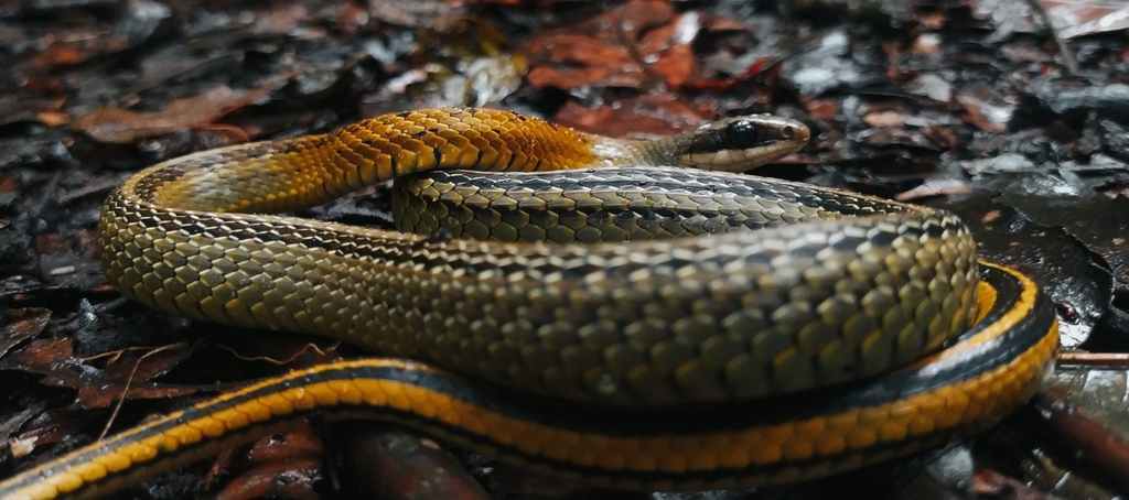 Forest Racer from Yotoco, Valle del Cauca, Colombia on May 10, 2023 at ...