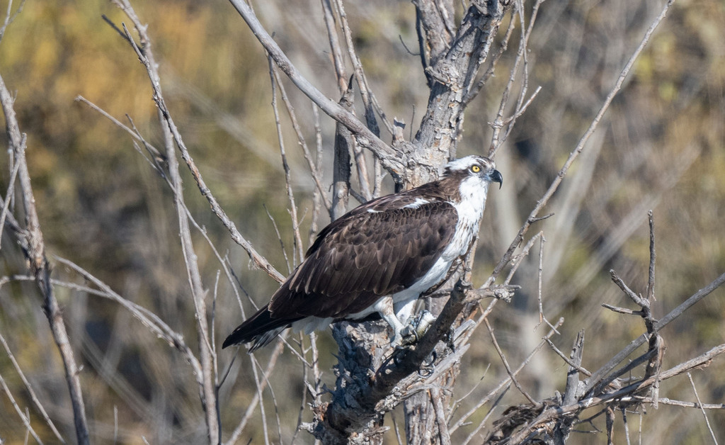 Osprey from Lake Balboa, Los Angeles, CA, USA on December 8, 2023 at 10 ...