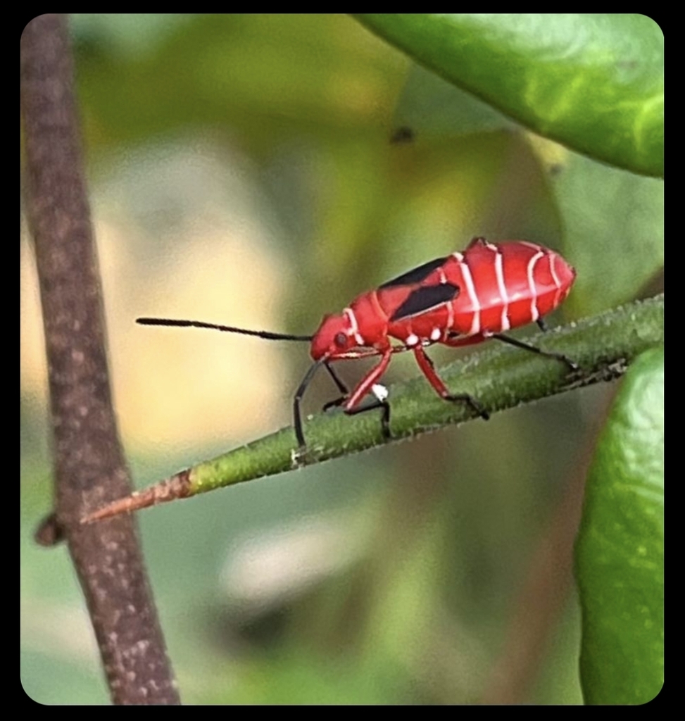 Common Cotton Stainer Bug from South Gate Ridge, FL, USA on December 8 ...