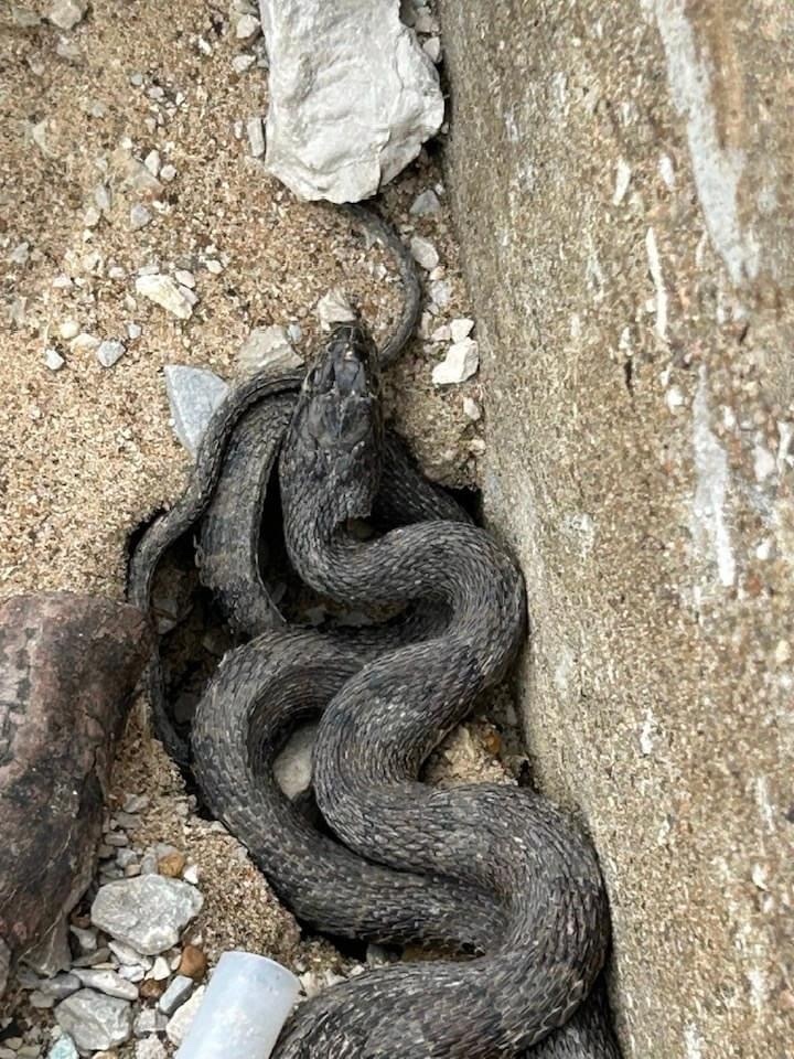 Common Watersnake from US-67 S, West Alton, MO, US on December 8, 2023 ...