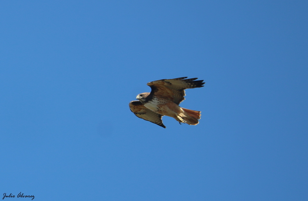 Red-tailed Hawk from Monte Albán, Oax., México on November 26, 2023 at ...