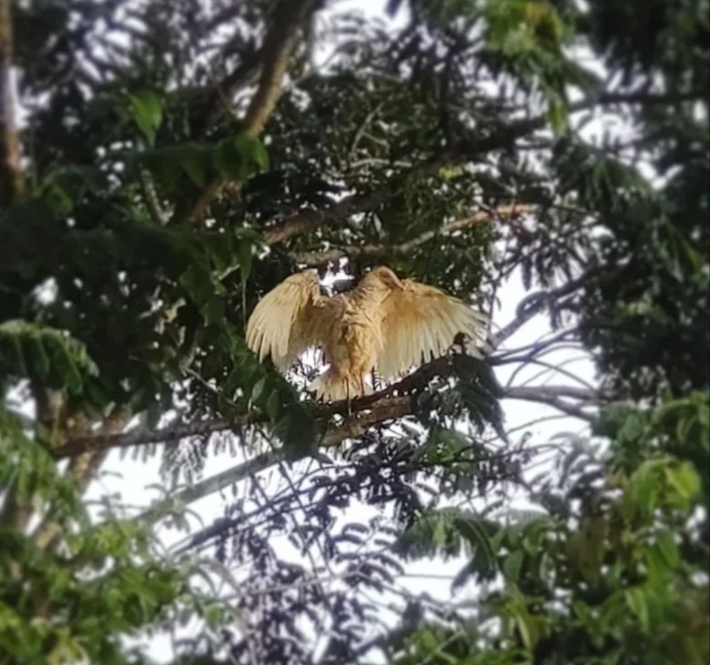 Tropical Turkey Vulture from Penonomé, Provincia de Coclé, Panamá on ...