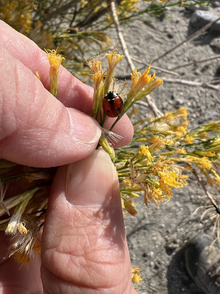 Seven-spotted Lady Beetle from Joshua Tree National Park, Desert Hot ...