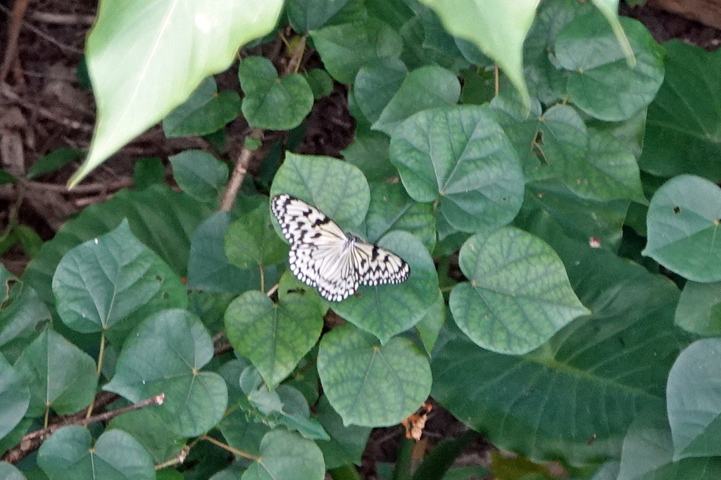 Rice Paper Butterfly in October 2023 by Carol Kwok · iNaturalist