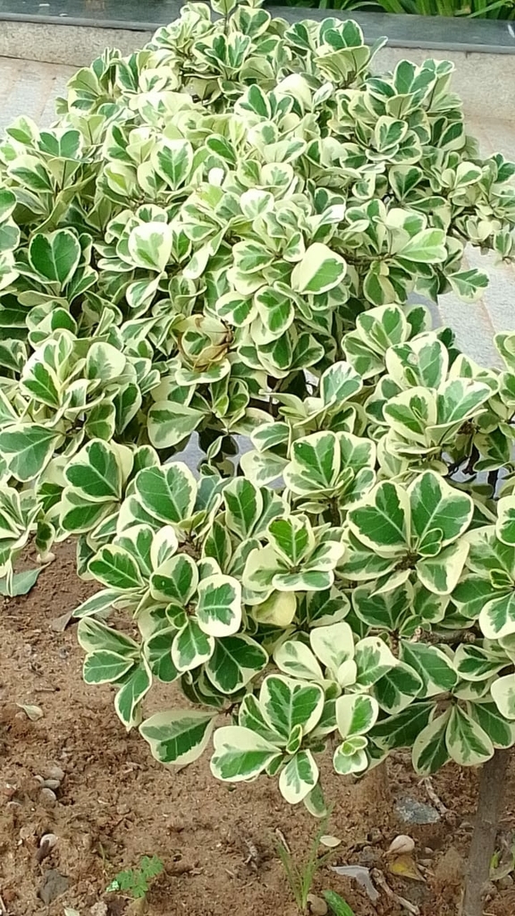 Weeping fig from 10 Marina, Marina Beach, Triplicane, Chennai, Tamil ...