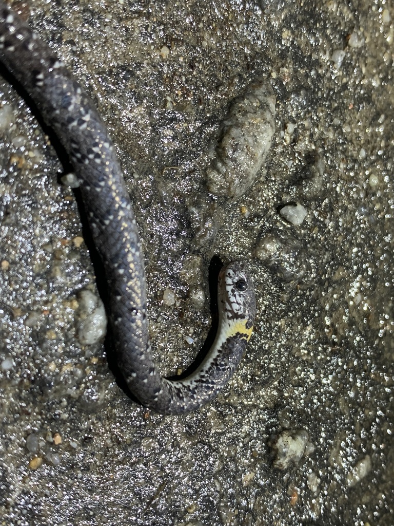 White-spotted slug snake from Jalan Broga, Semenyih, Negeri Selangor ...