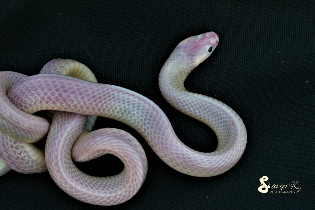 Common Krait from Lal Pur, Amarkantak, Madhya Pradesh 484886, India on ...