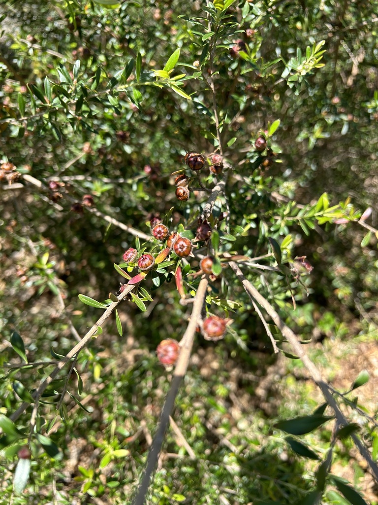 Tantoon from Porters La, North Maleny, QLD, AU on December 8, 2023 at ...