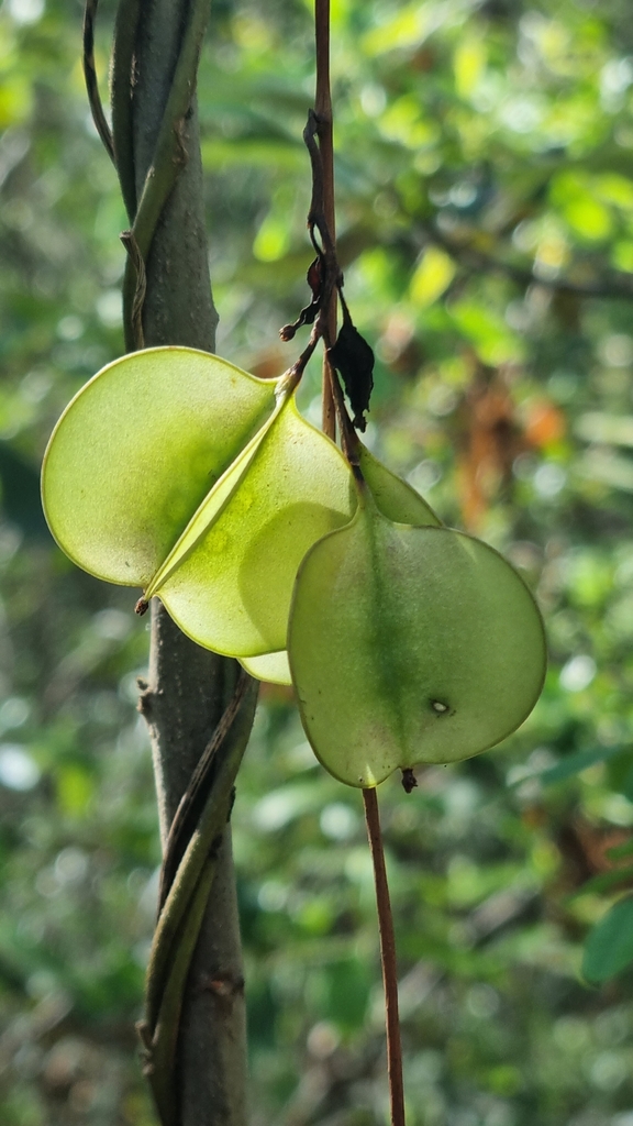 Common Yam Vine from Ferny Hills QLD 4055, Australia on December 9, 2023 at 03:38 PM by Delma ...