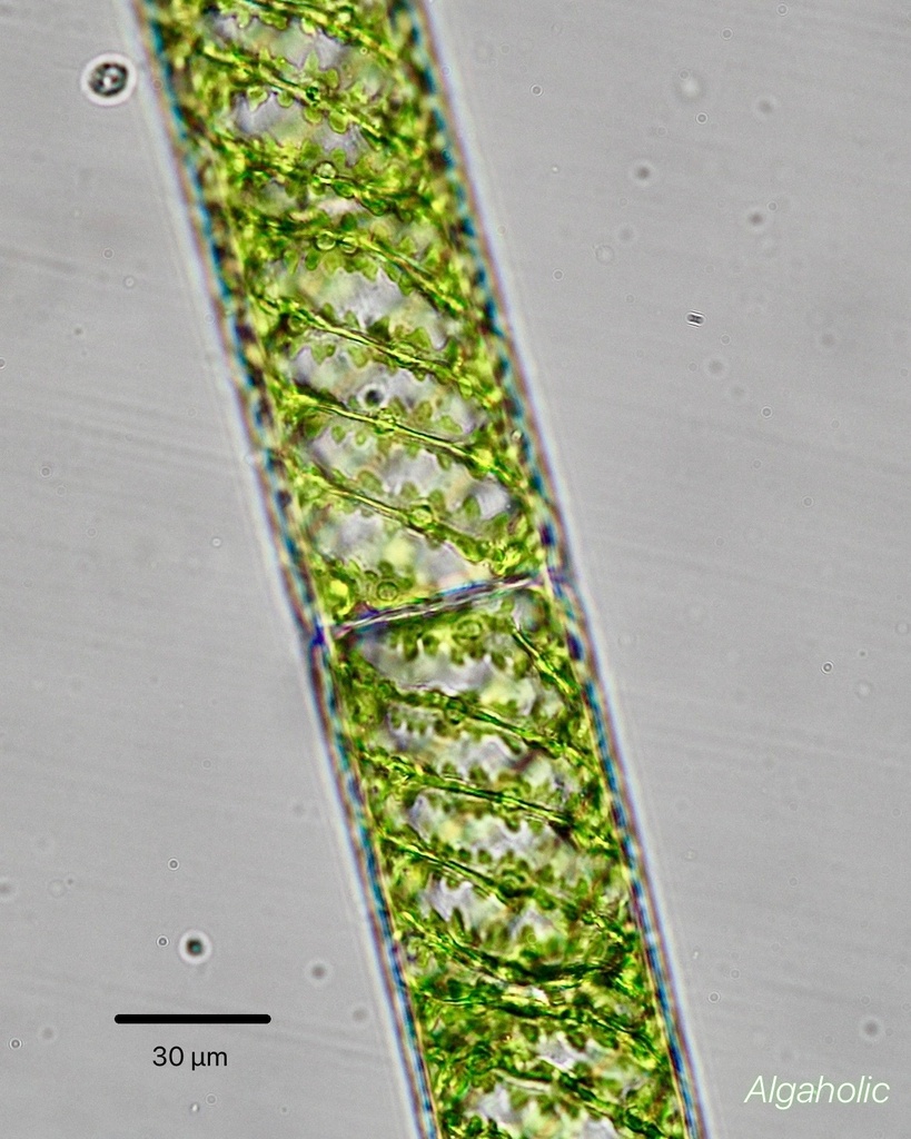 Spirogyra from นางแล, เมืองเชียงราย, เชียงราย, TH on December 5, 2023 ...