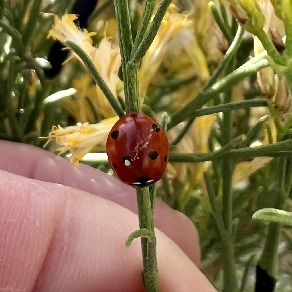 Seven-spotted Lady Beetle from Joshua Tree National Park, Desert Hot ...