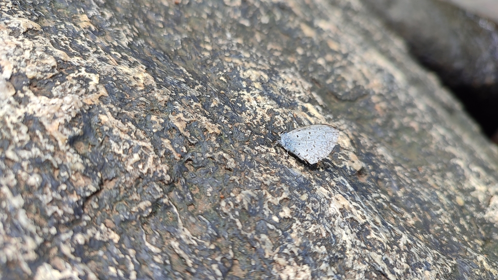 Lycaenopsina from XXXQ+J5M, Srimangala, Karnataka 571217, India on ...