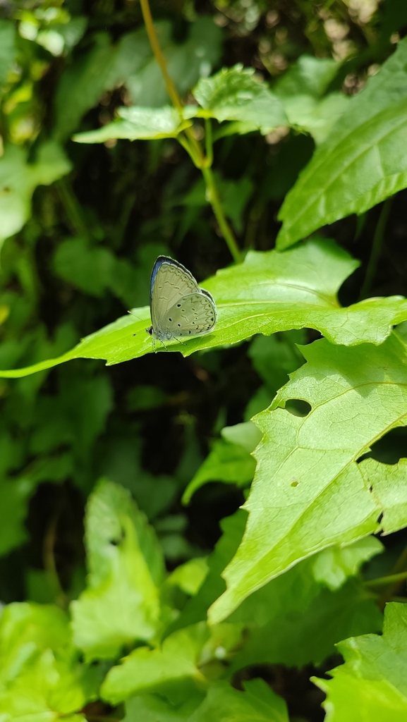 Plain Hedge Blue from XXXQ+J5M, Srimangala, Karnataka 571217, India on November 6, 2023 at 12:10 ...