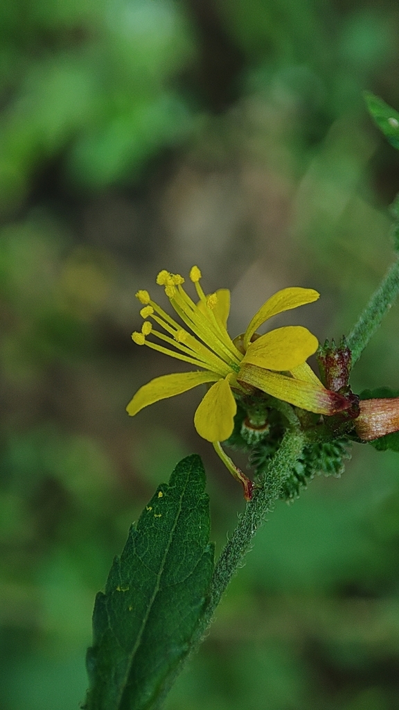 Chinese Bur from J7F3+VR, Paduvannur, Karnataka 574223, India on ...