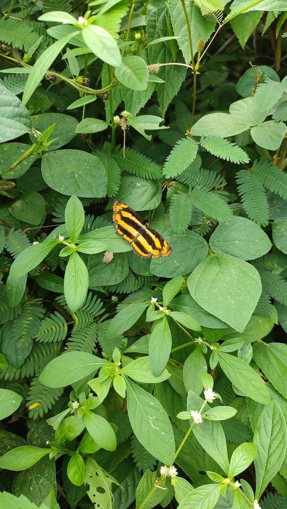 Common Lascar from WVGM+X25, Vamanjoor, Padushedde, Karnataka 575028 ...